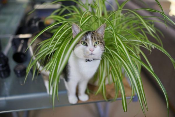 Een kattentuin maken, eetbare planten voor katten - Savannah kat ...